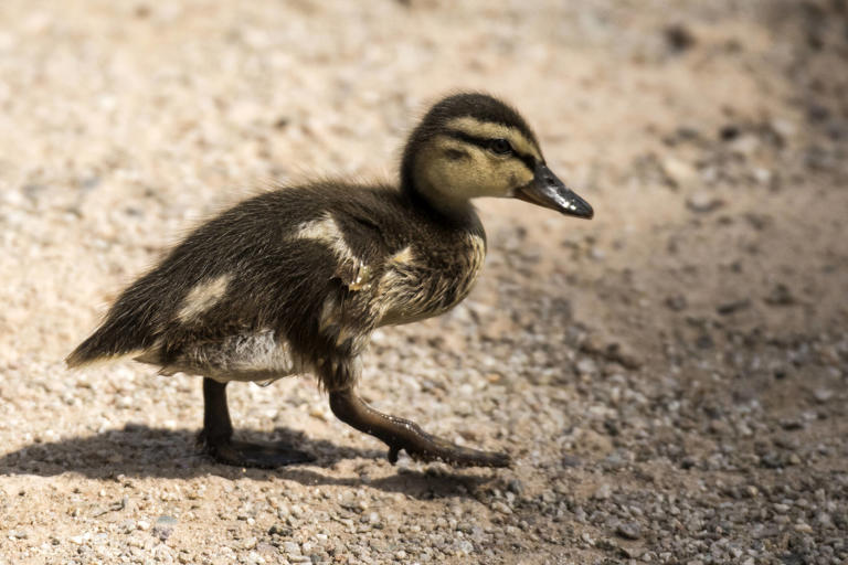 Lost baby duck's desperate squeaks lead to the most heartwarming reunion