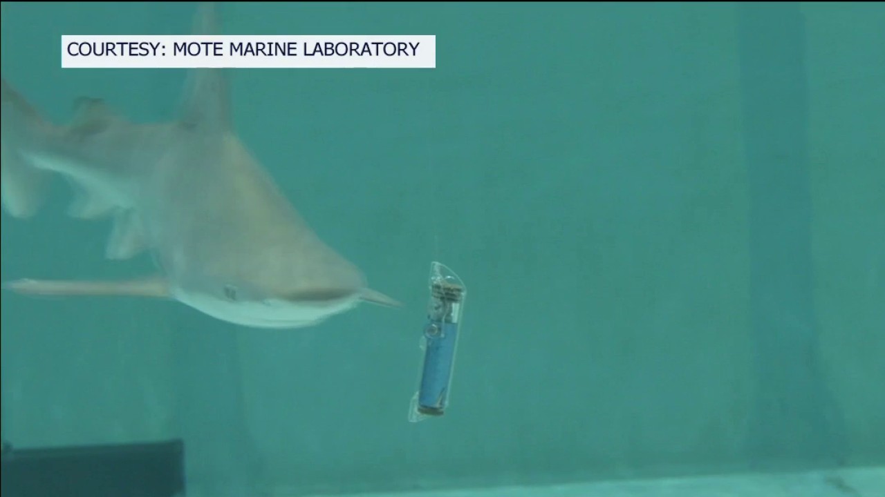 Mote researchers demonstrate shark deterrent