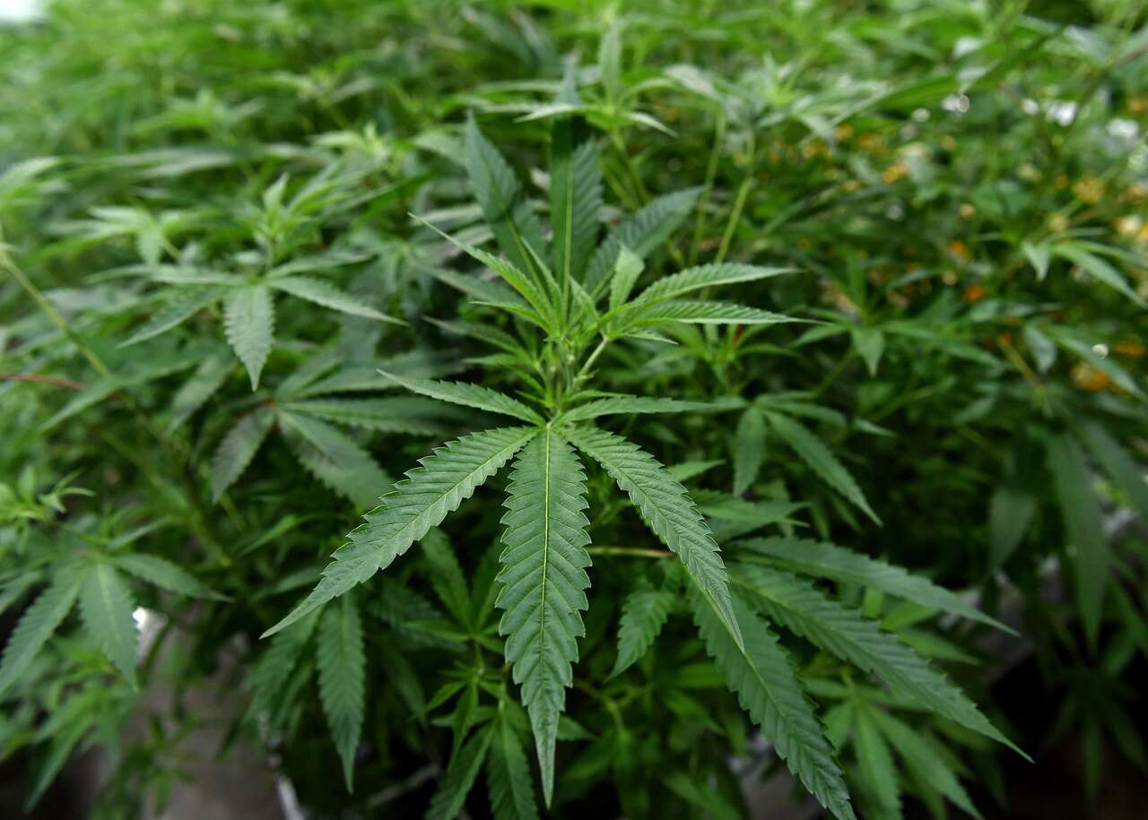 Doobie or not doobie? California Supreme Court rules on legality of ...