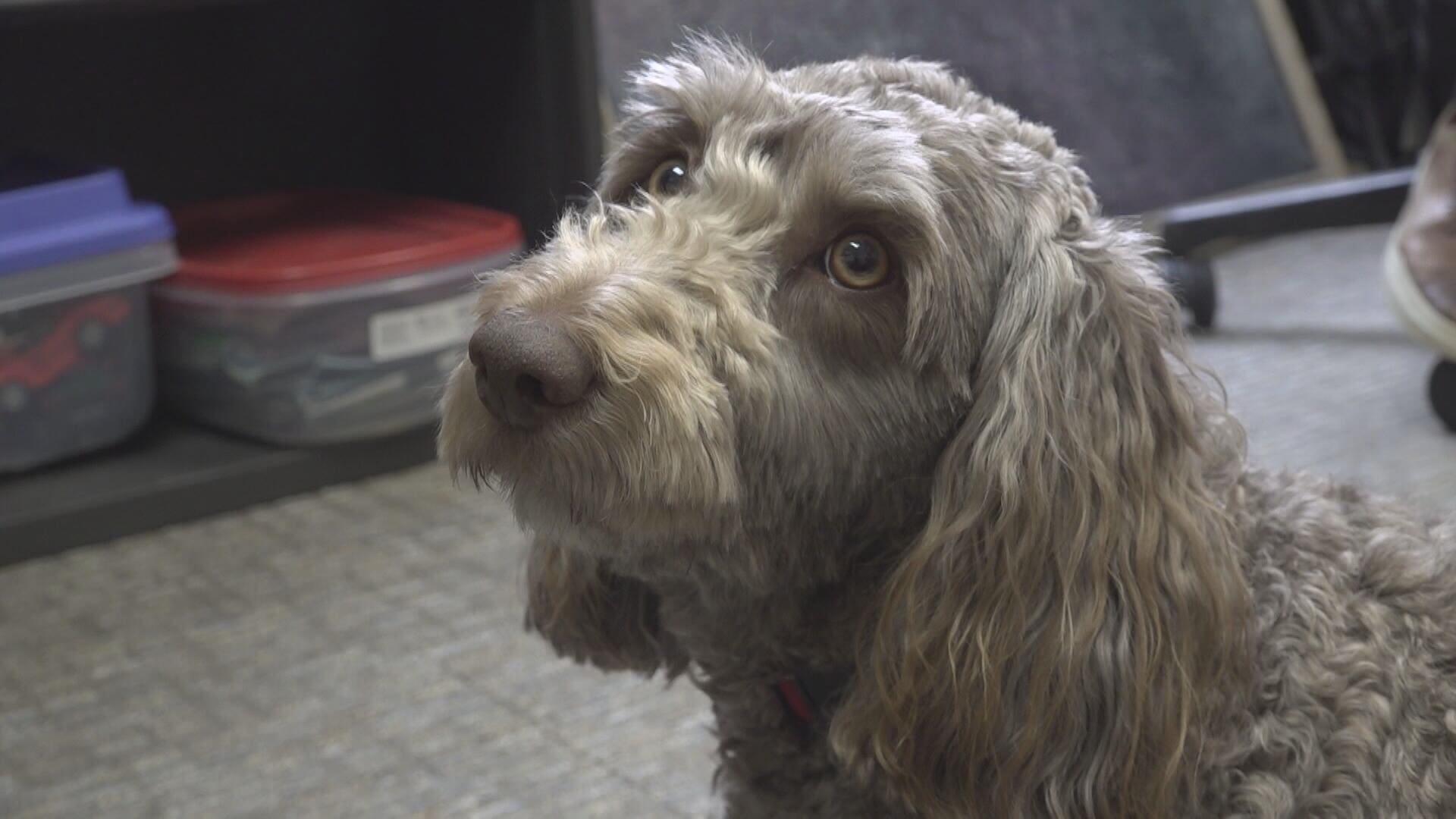 Therapy dog brings healing paws to Thief River Falls clinic