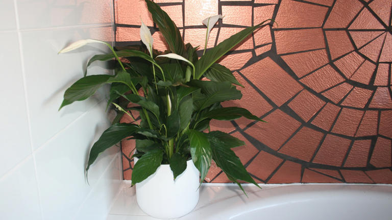 Why you should keep a peace lily plant in your bathroom, according to ...