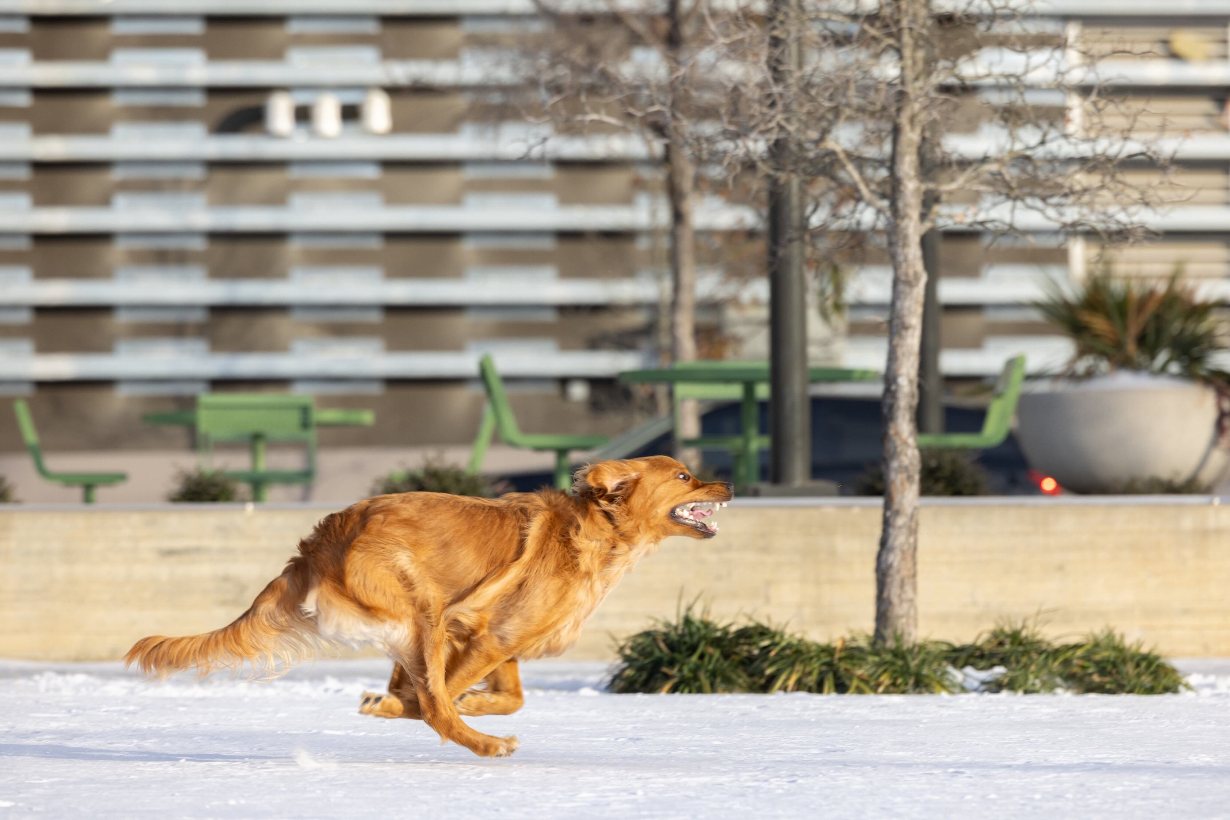 Cold weather advisory issued for North and Central Texas overnight Friday