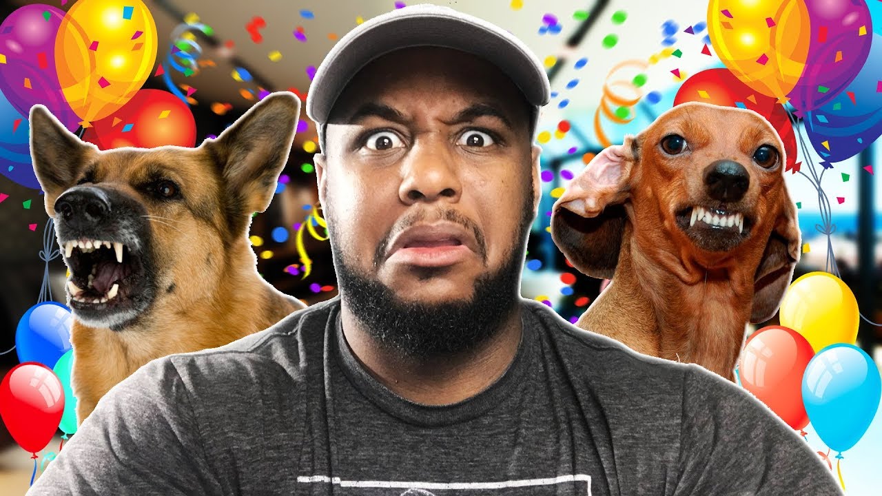 Worst dog party ever | Pet the pup at the party