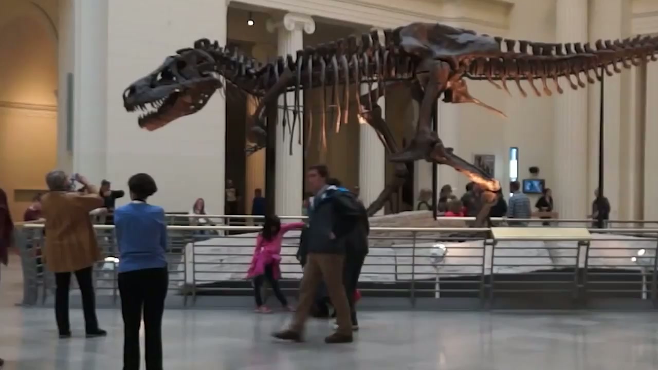 What really happened to Sue the T-Rex