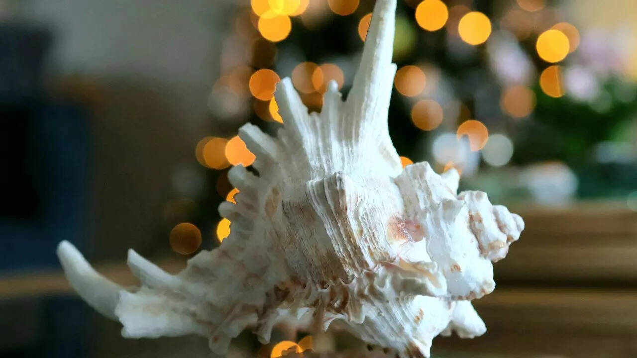 What is conch shell? Vastu benefits and the right way to place shankh