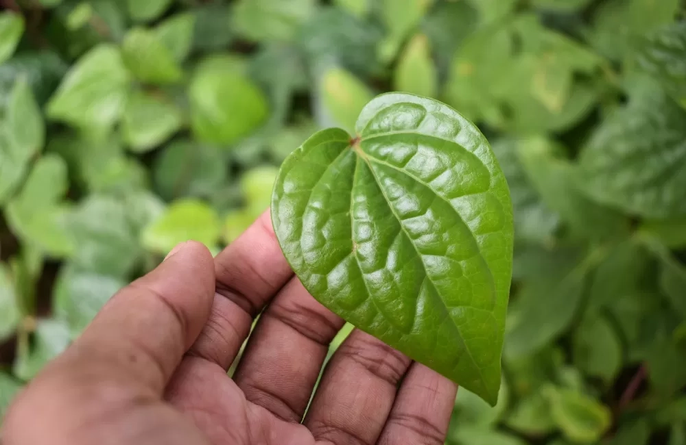 Rutin minum rebusan daun sirih campur madu, ini manfaatnya untuk kesehatan