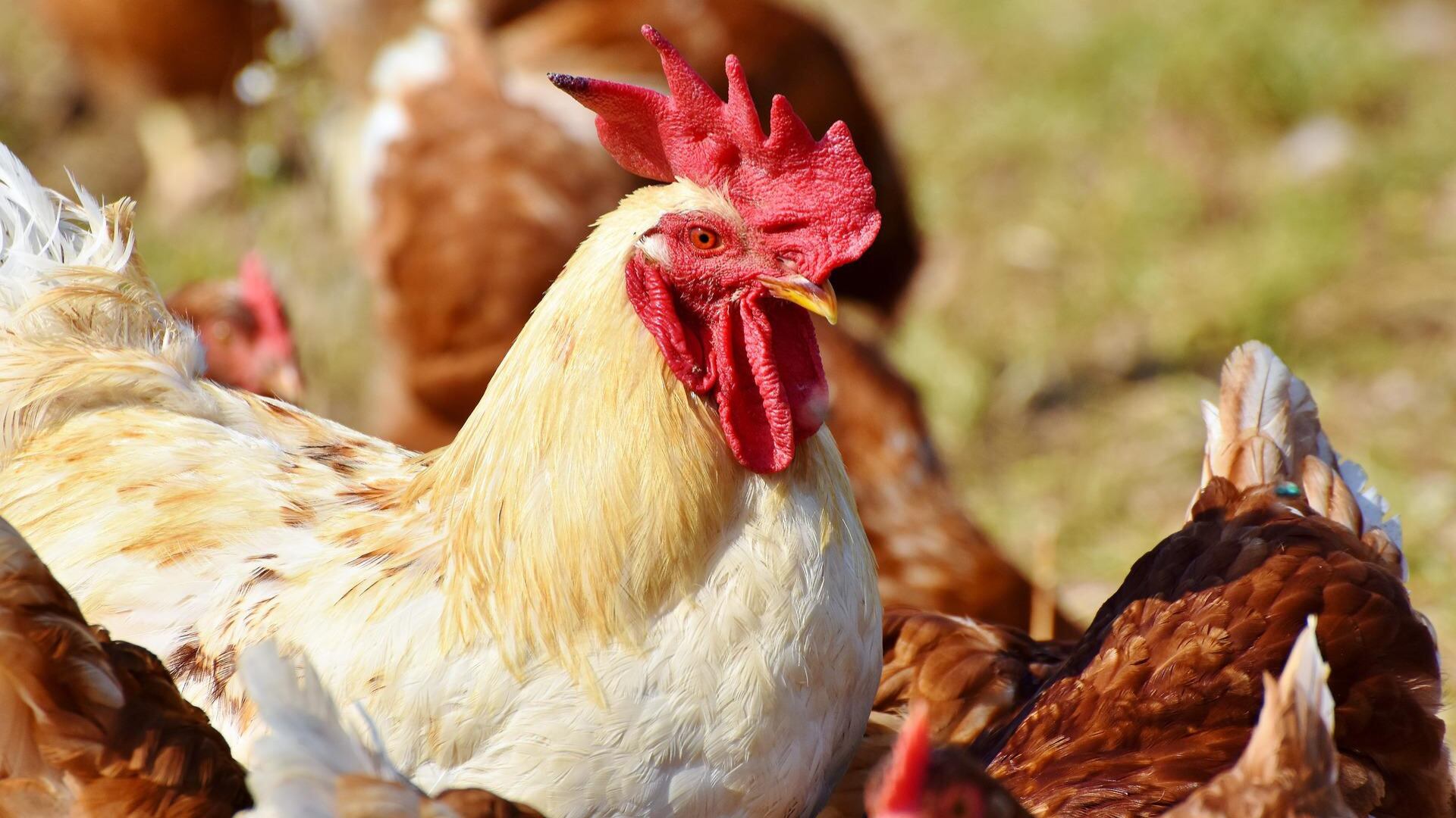 Michigan detects first bird flu case of 2026
