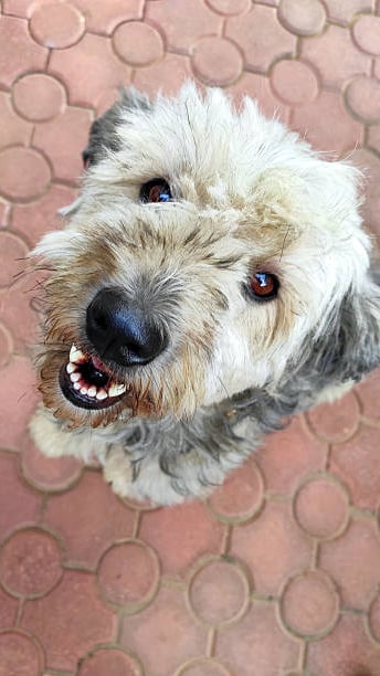 Que sont les « chiens communautaires