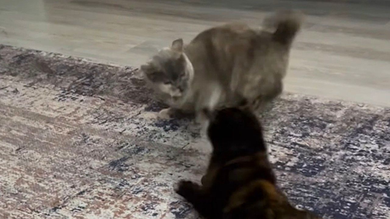 Typical cat behavior! Two cats engage in a high-speed fight over a ball
