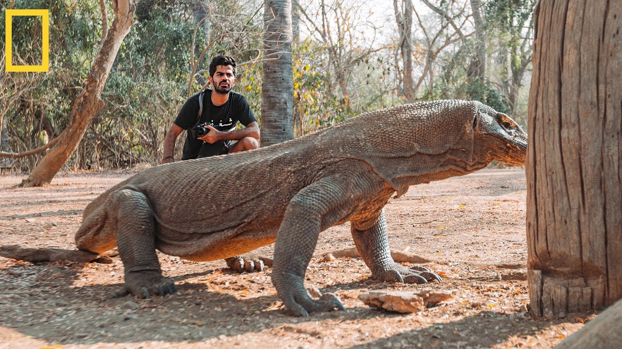 The fiercest and most dangerous animal in the world: the Komodo dragon