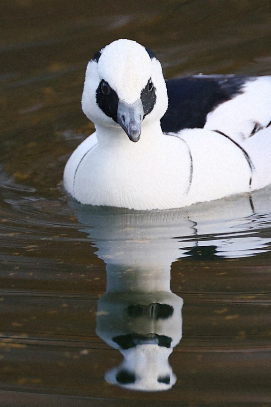 'Panda duck' spotted at Osaka Castle delights visitors