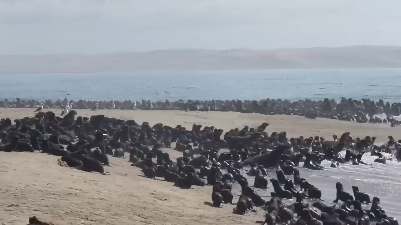 Wir schließen illegales Hai-Fischercamp!