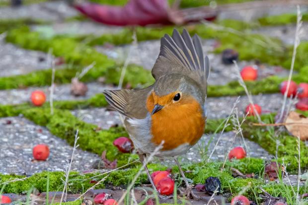 How gardeners can transform their outdoor space into a bird paradise