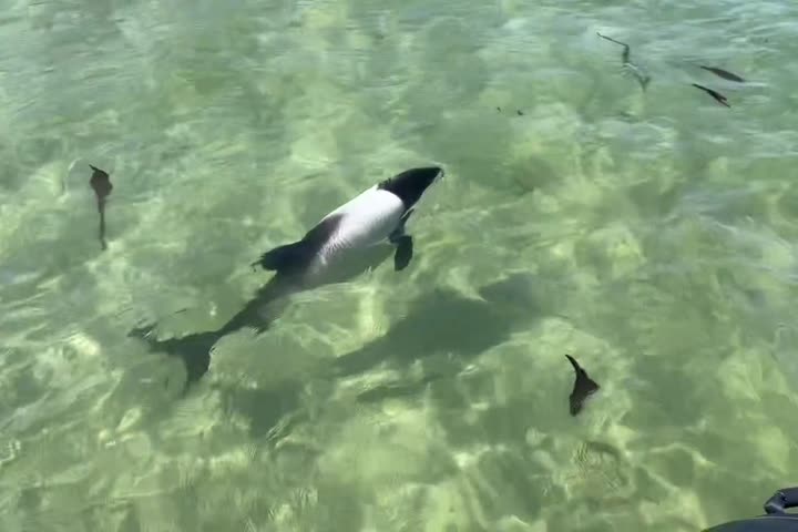 Video shows rare 'skunk dolphins'