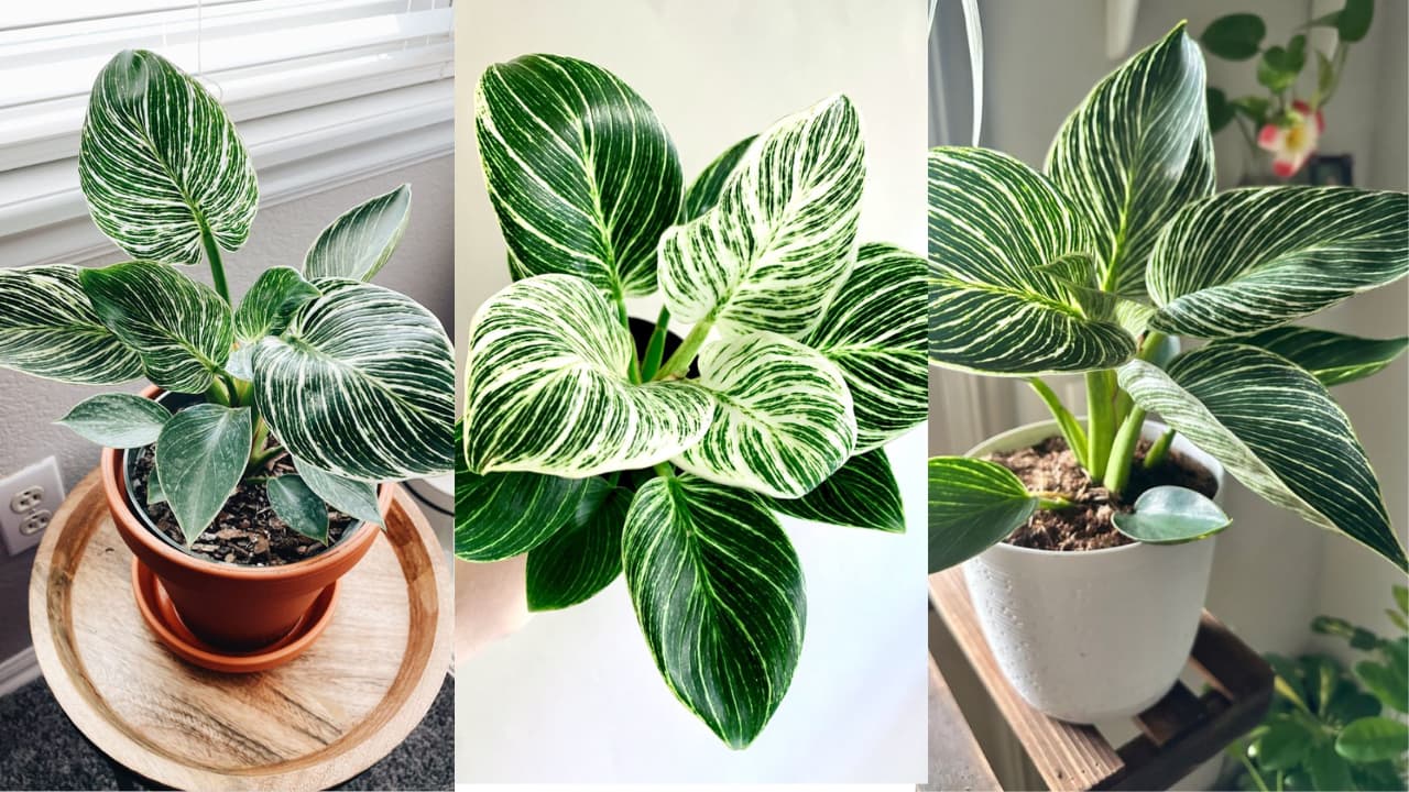 Snake plant to peace lily: 7 pot-friendly plants perfect for decorating ...