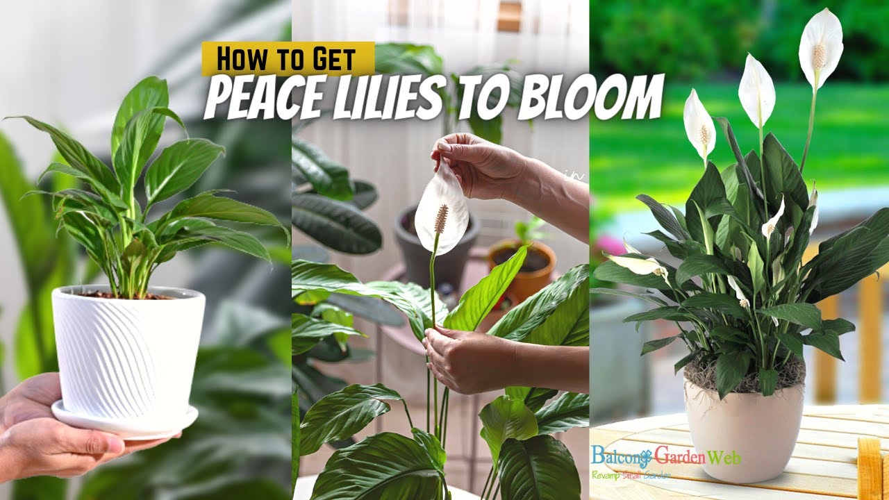 Secrets to make peace lilies produce gorgeous blooms