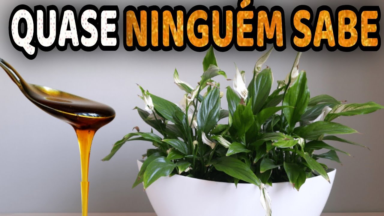 Só 1 colher de mel na sua planta! Aplique e veja que o resultado é incrível