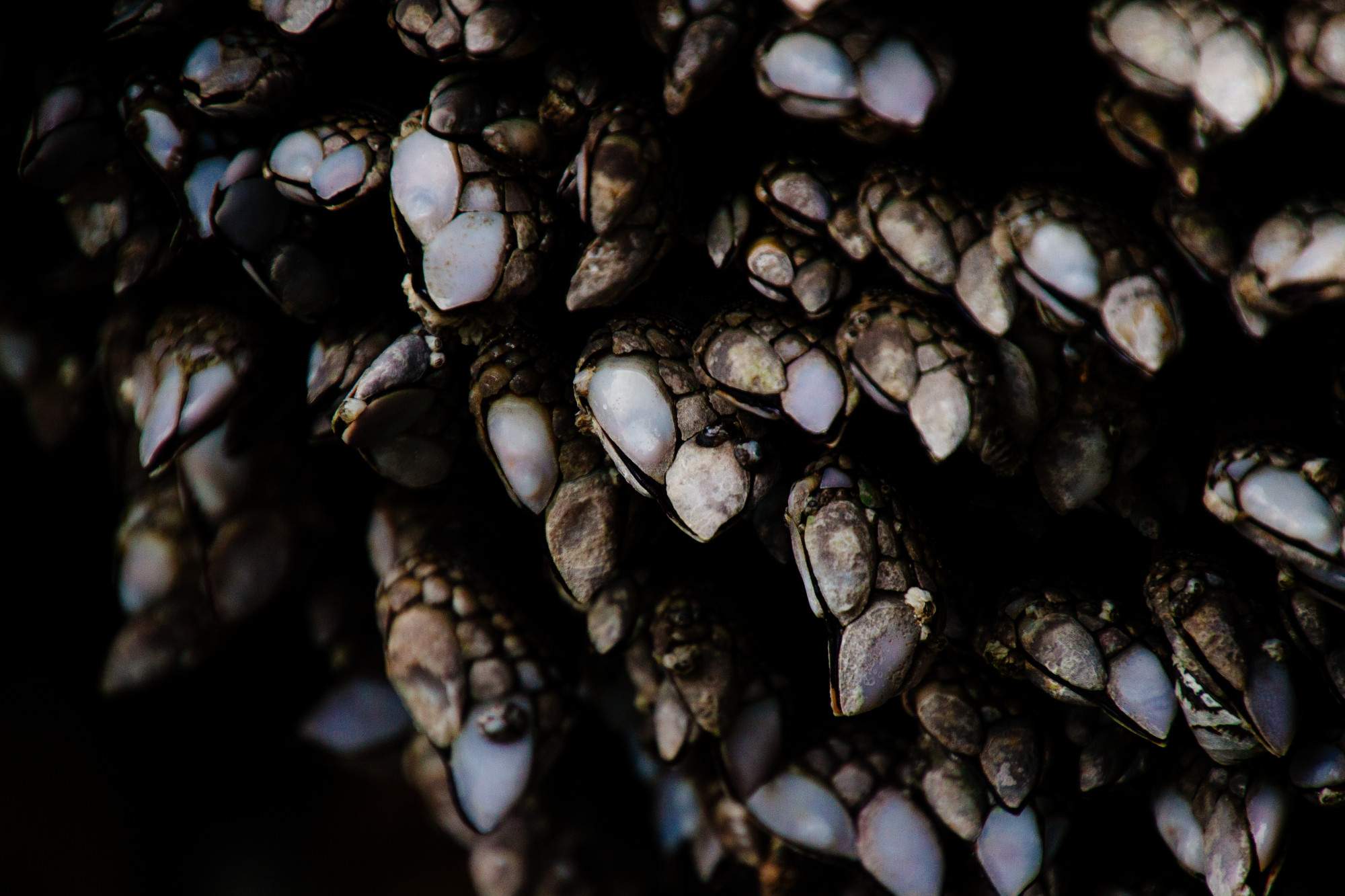 Cómo cocer y pelar percebes de forma fácil