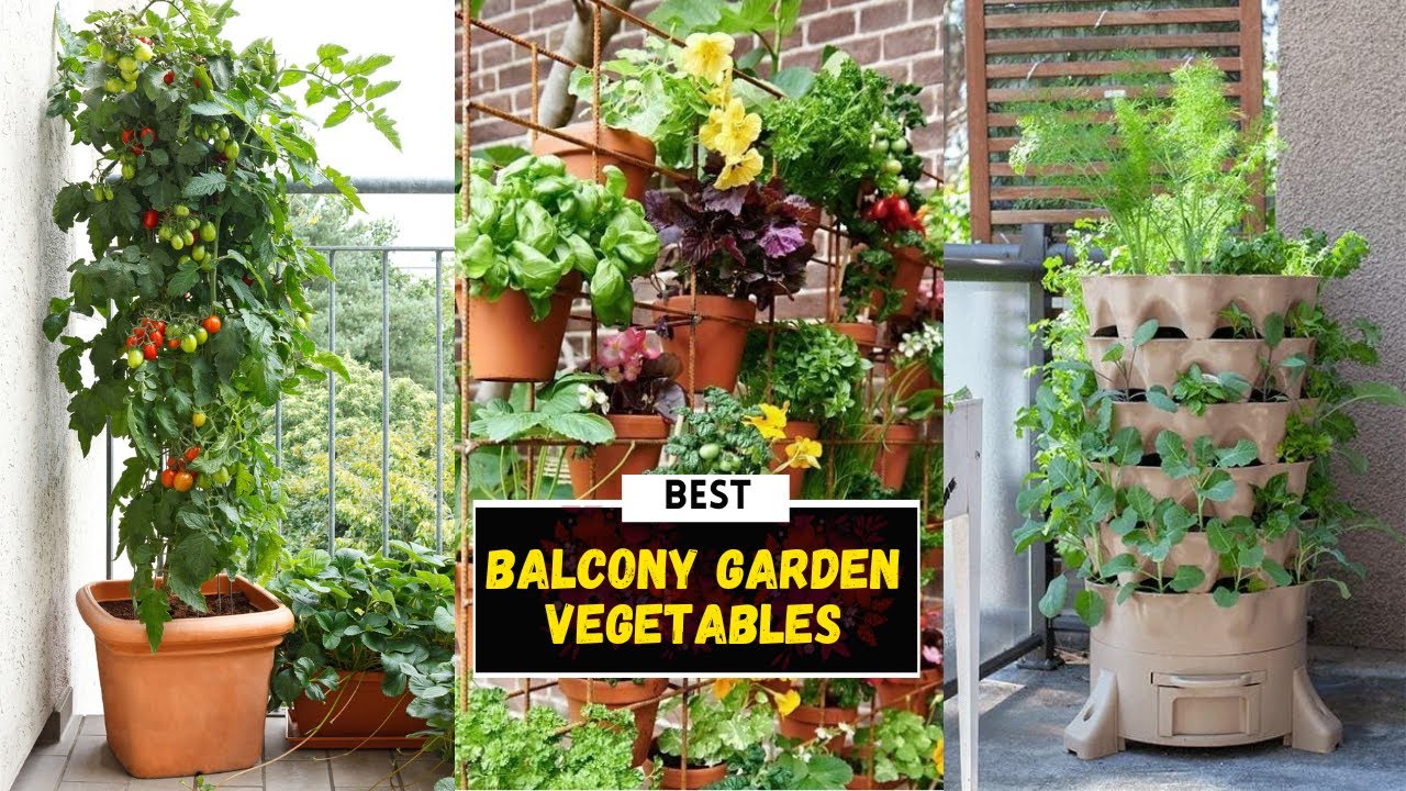 Balcony gardening made simple with these vegetable choices