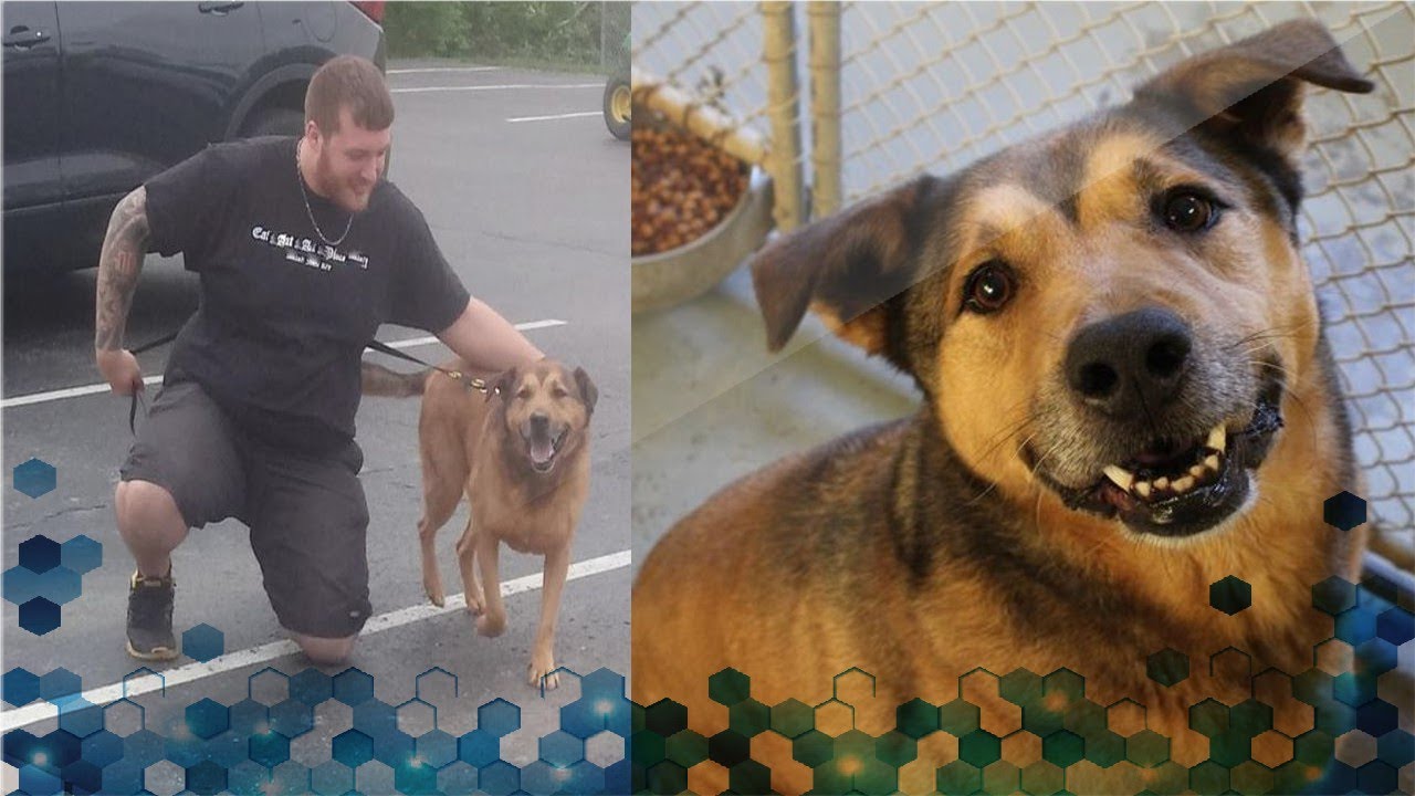 Heartwarming rescue: Sad old dog finds joy after 2,381 days of waiting