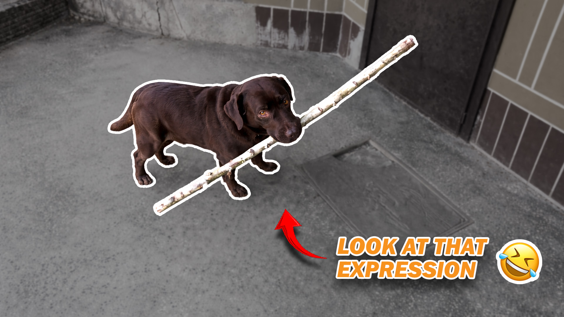 A funny moment when this dog tries to carry its toy