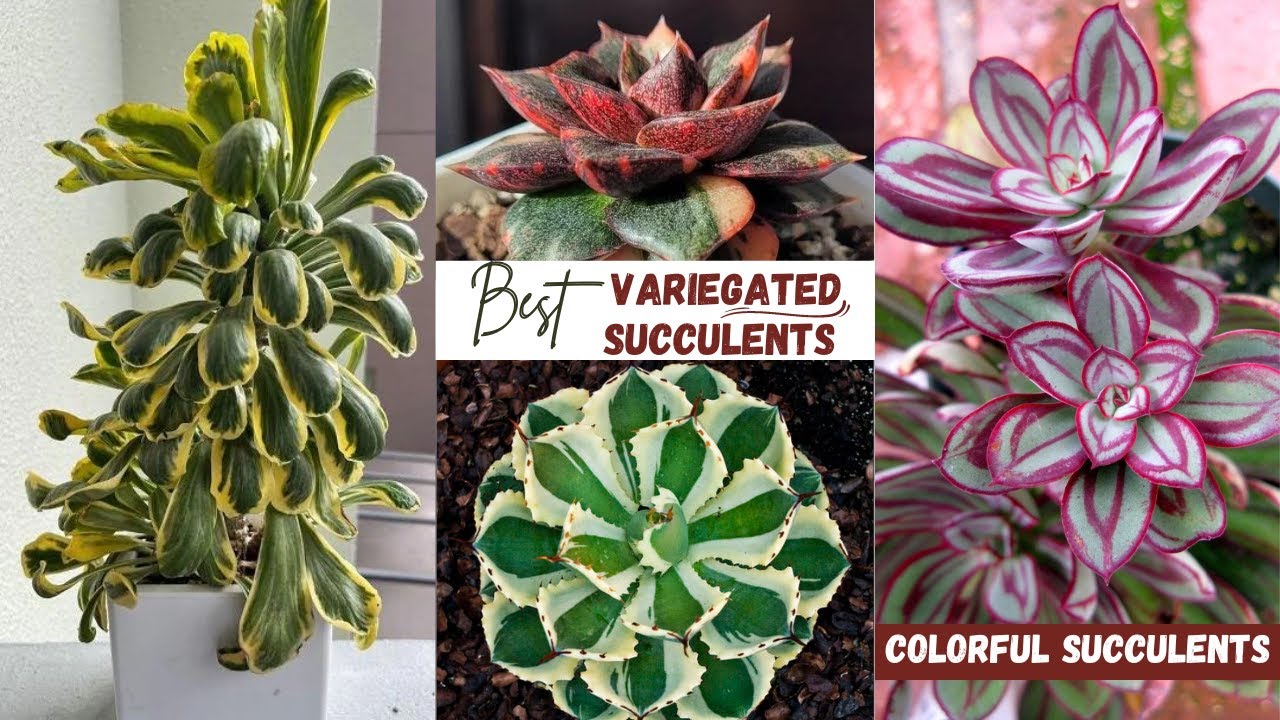 Transform your garden with these beautiful variegated succulents