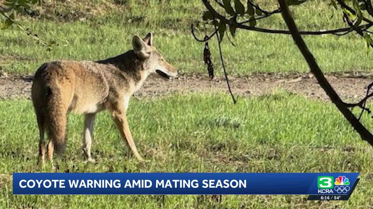 Wildlife warning: Coyotes on American River Parkway looking for ...