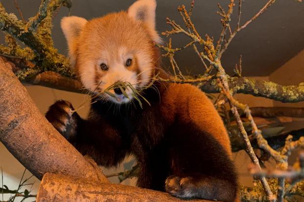 Red panda is the latest arrival at Longleat