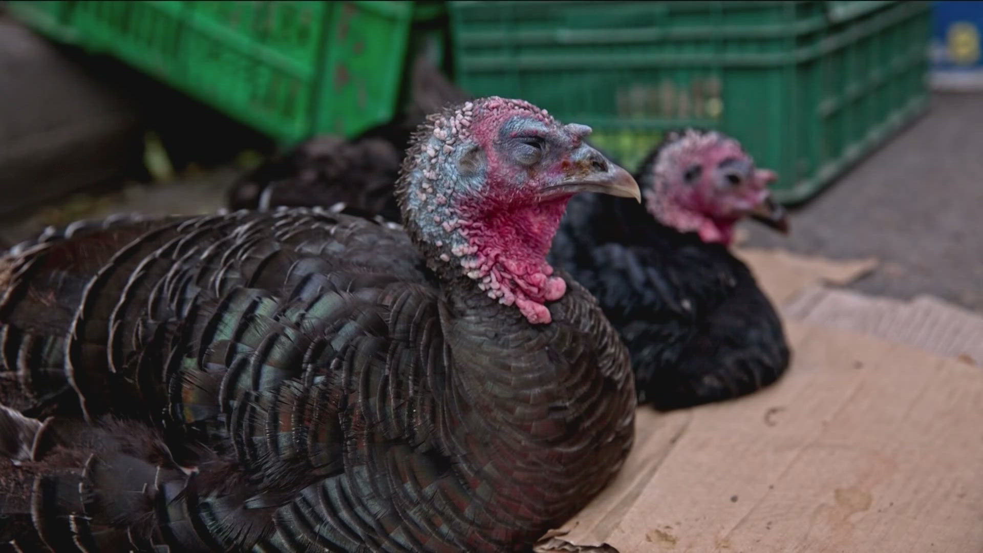 Turkey trouble: Boise neighbors and officials meet to address growing ...