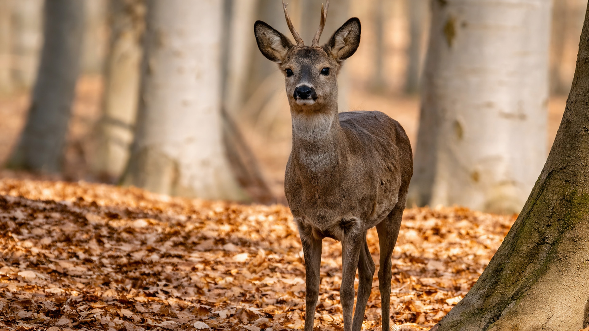 He froze when he spotted the camera