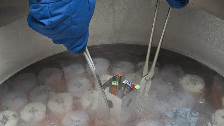 Pma Lagosanto, la dottoressa si difende: «Ho agito a tutela delle coppie»