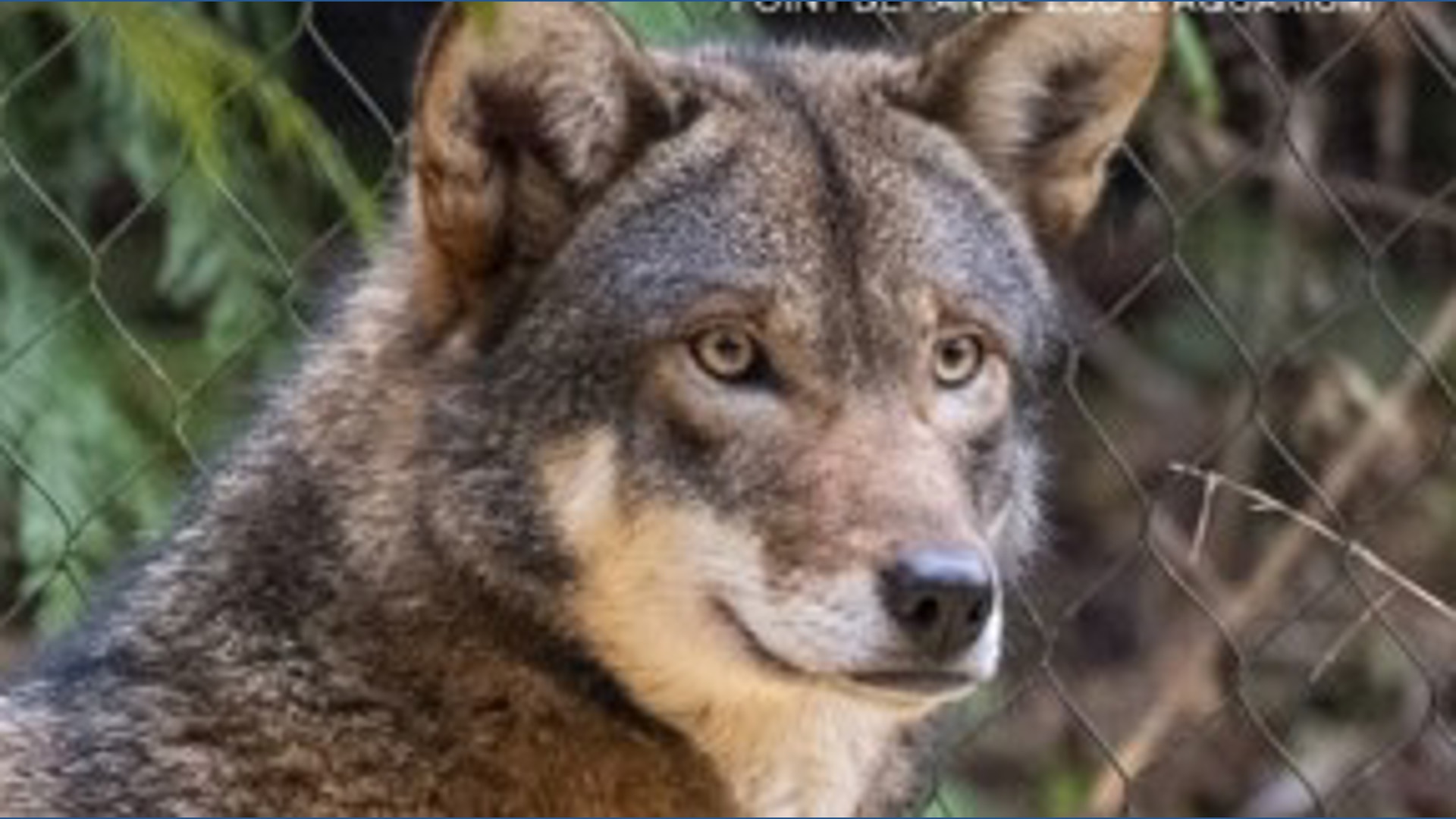 Point Defiance Zoo welcomes new red wolves
