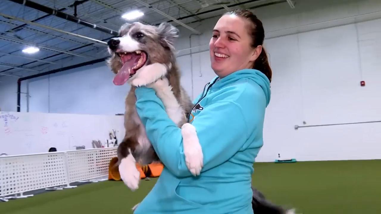 Why border collies usually win the agility contest at Westminster