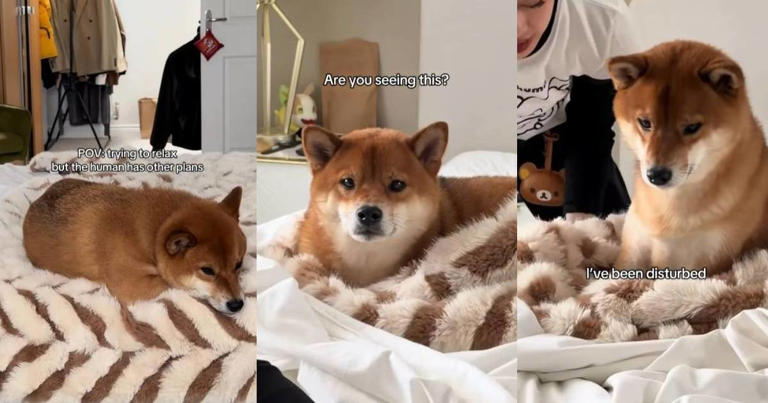 Video: Dog reacts as parents make the bed while he's relaxing on it
