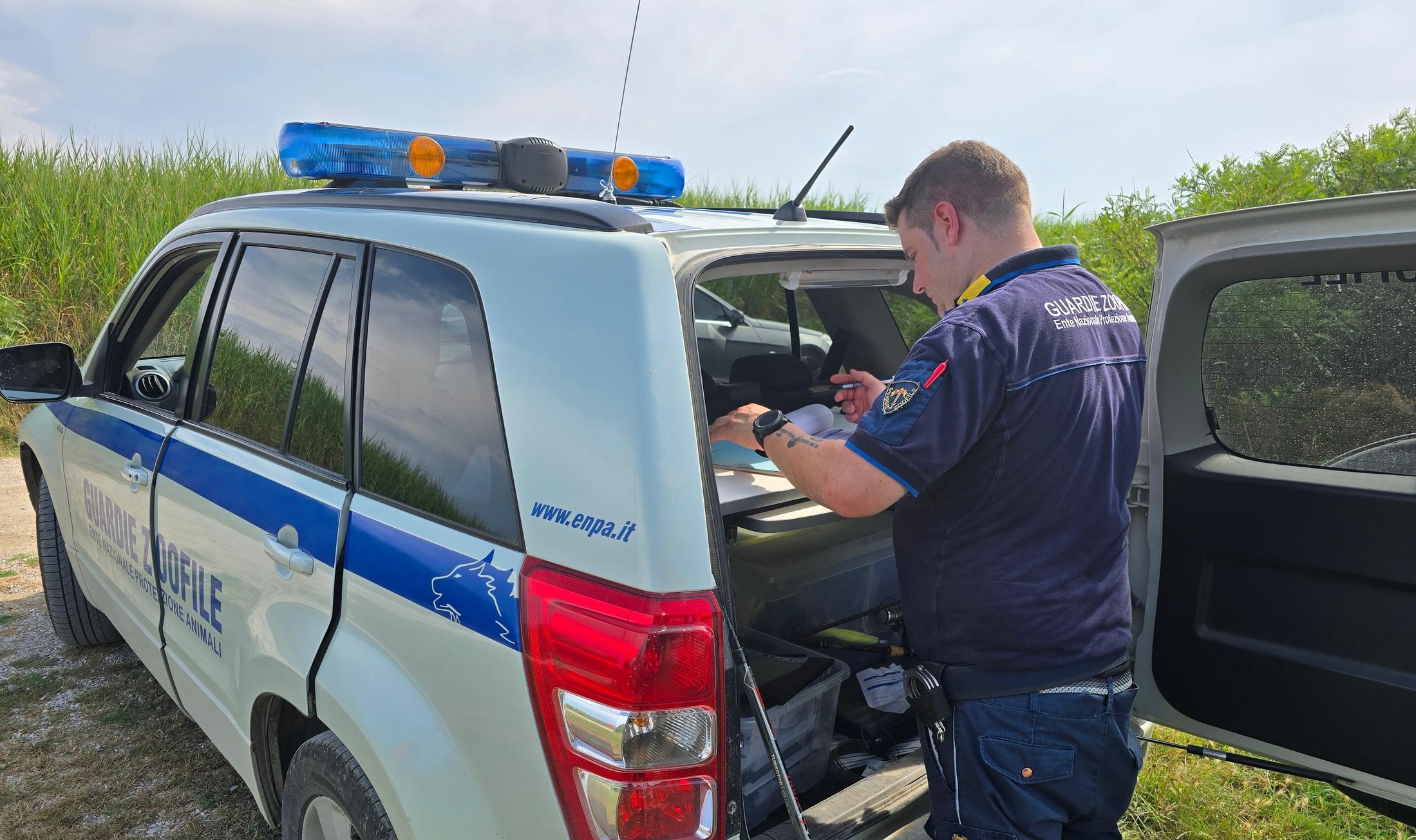 Gatti uccisi dai cani da caccia. L’Enpa: "Atroce quanto avvenuto"