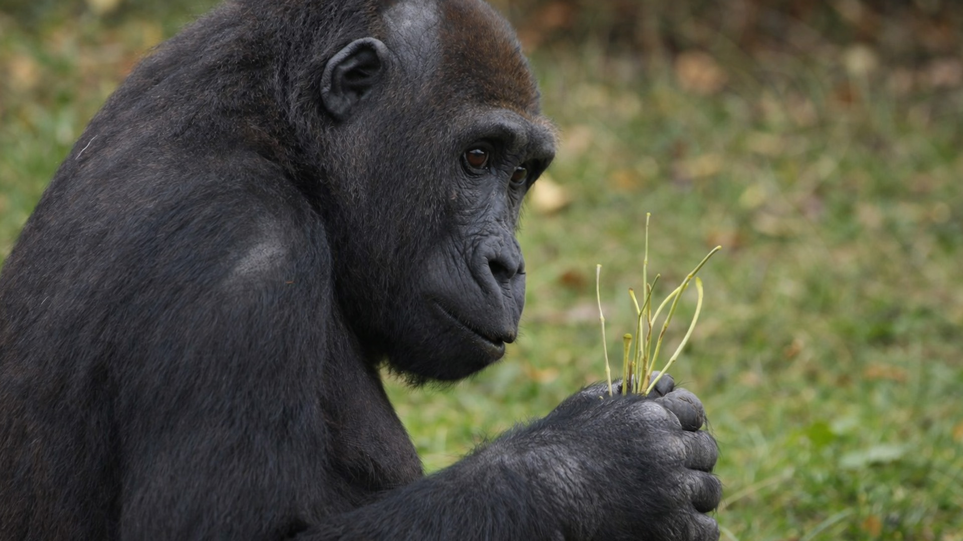 A quiet moment with a curious gorilla