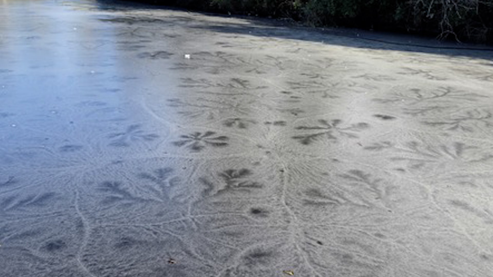 How lakes become covered in these beautiful stars of ice