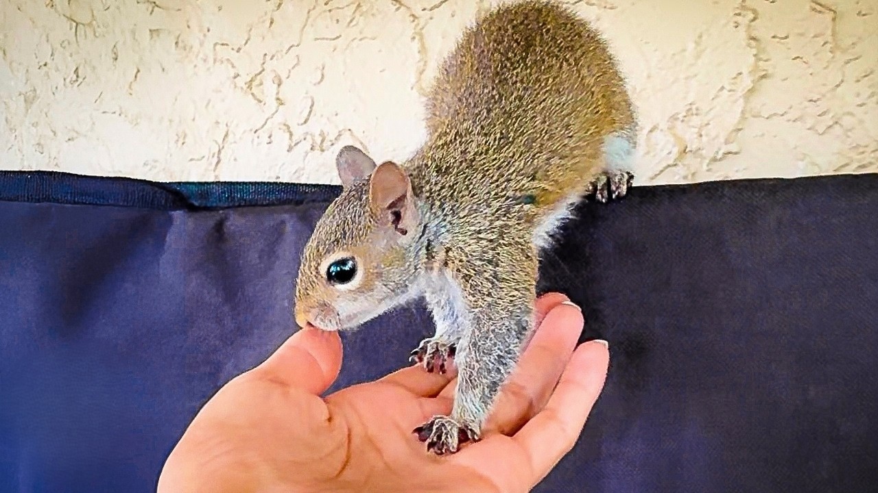 She rescued a baby squirrel - and became the only mom she ever knew