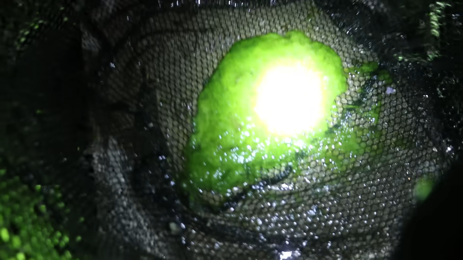 Saving abandoned aquarium fish in green slime pond