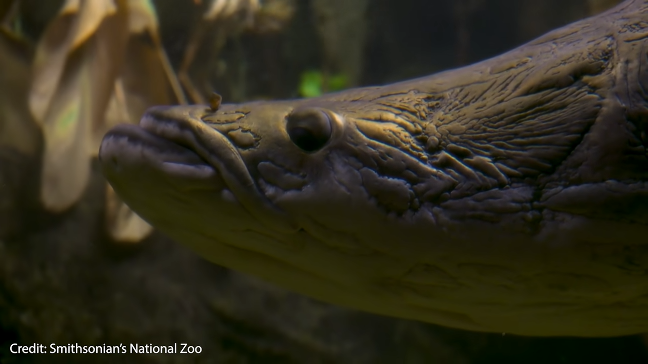 This giant fish feeds its babies with milk like a mammal