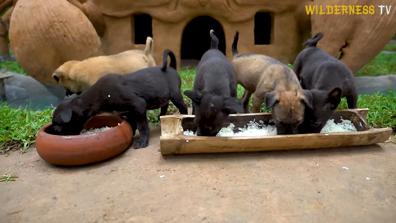 The poor abandoned puppies wouldn’t stop crying, then the shelter fell ...