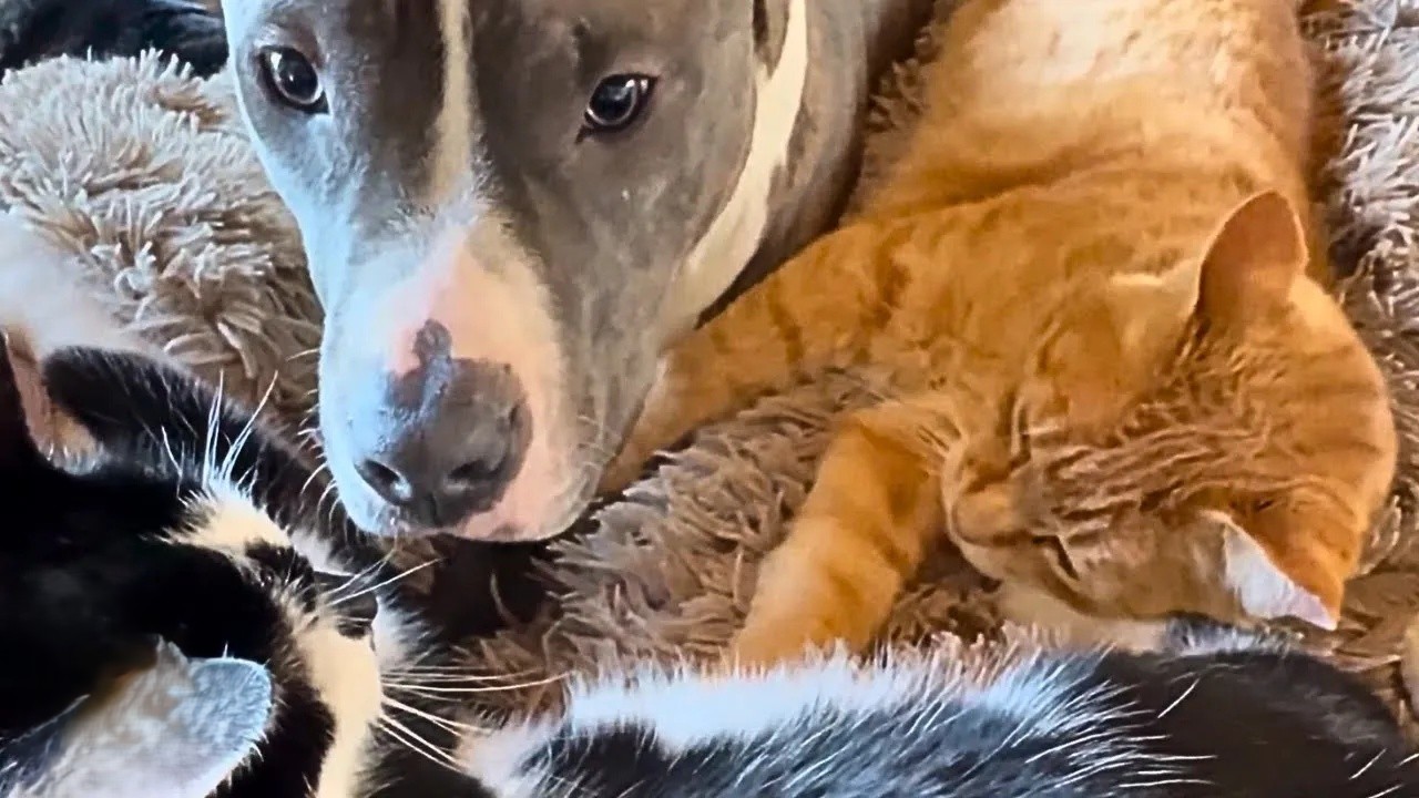 He survived a hoarding case - and found healing in a cat’s love