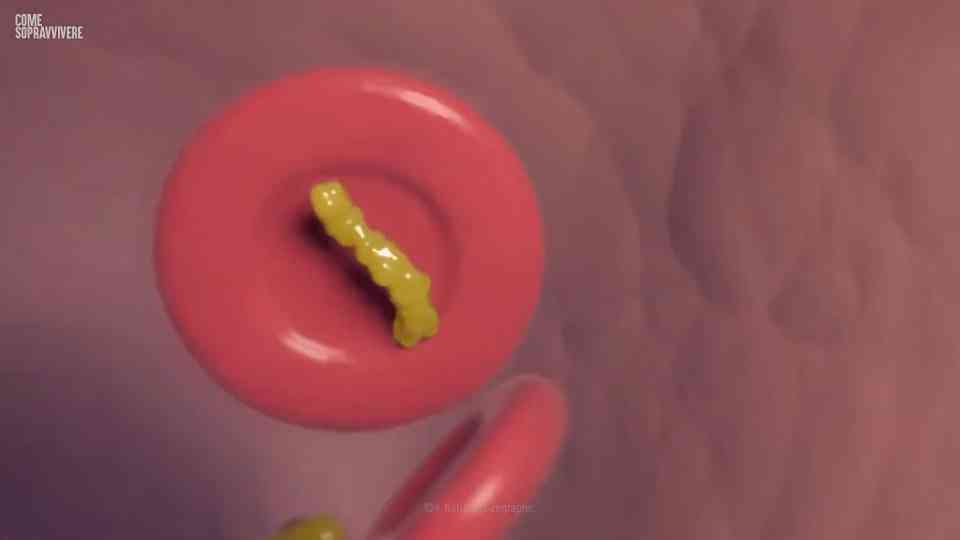 Cosa non fare mai dopo il morso di un serpente velenoso