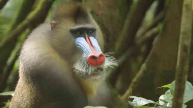 Strength vs bite vs intelligence: The primate tier list that flips ...