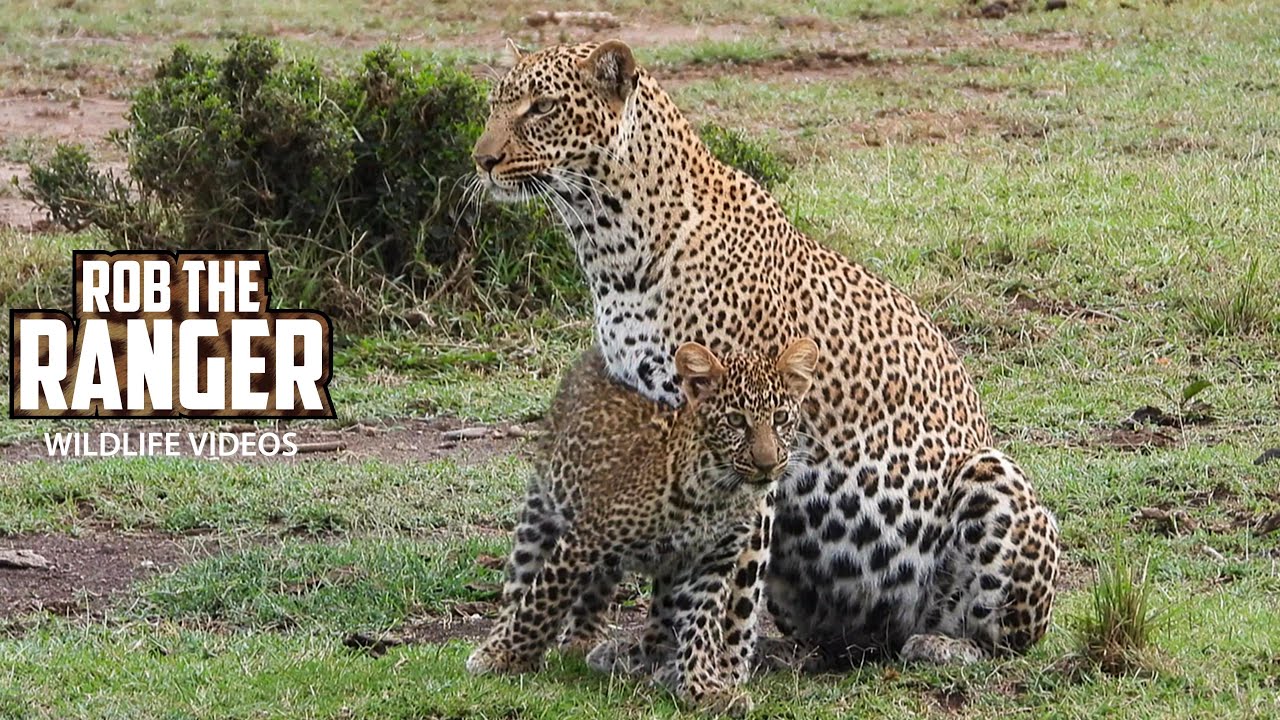 Female leopard guides playful cub through Mara grasslands