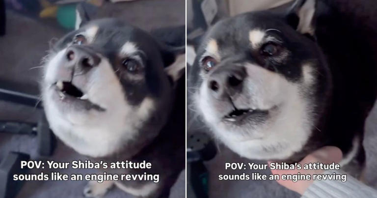 Video: This dog's awoo sounds like engine revving