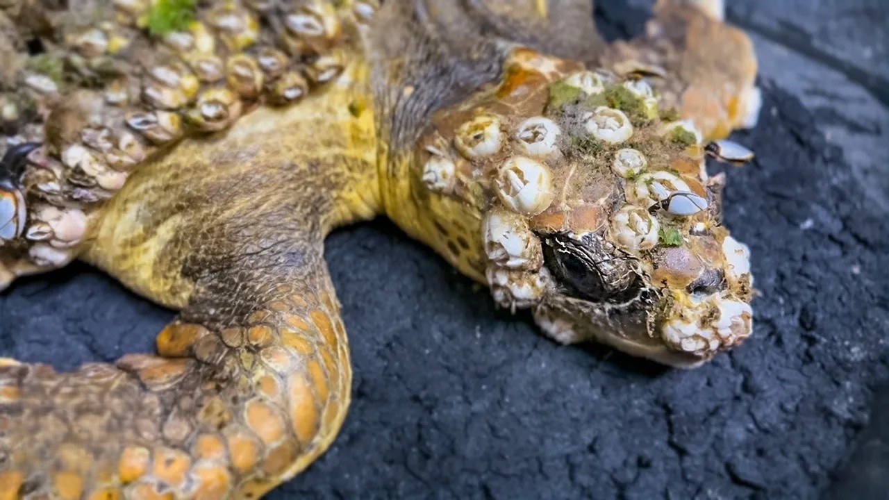She was covered in barnacles and barely moving - but they never gave up ...