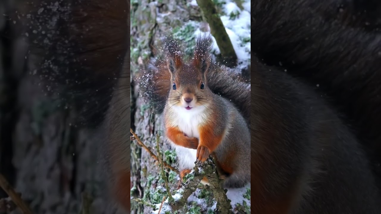 Spot a fluffy squirrel thriving in Finland’s winter wonderland