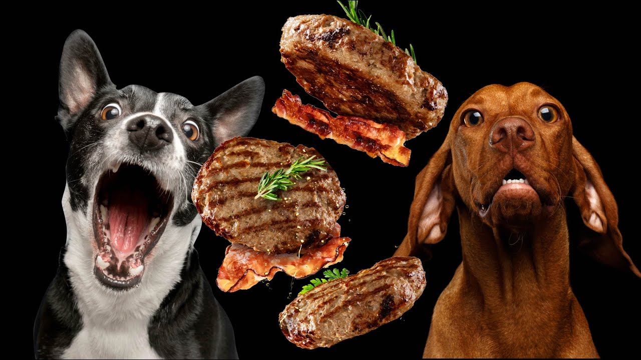 No, gourmet meals don’t mean human food - here’s what they actually fed ...