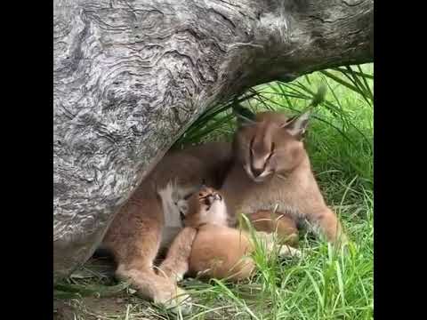 Witness a caracal mom care for her adorable baby